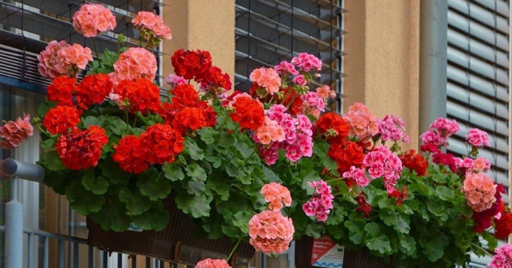 6 consejos para cultivar geranios hermosos – Morena España
