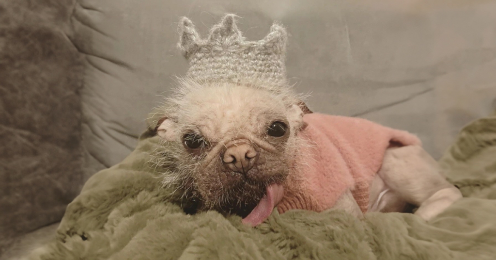 Conoce a Peggy, la perrita coronada como la más fea del Reino Unido ...